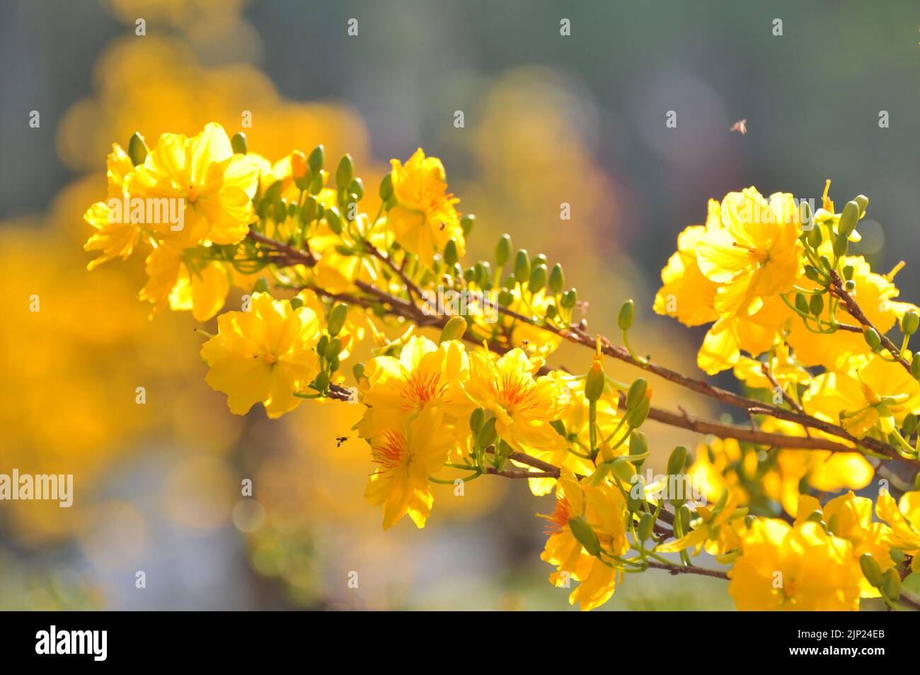 Yellow Ochna integerrima in the sunset sun in springtime lunar new year ...