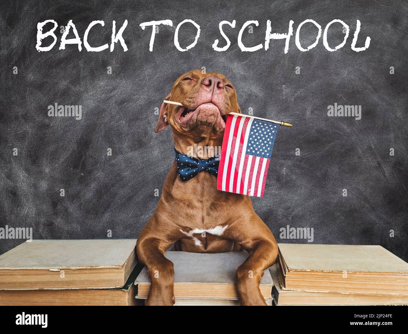 Back to school. Lovable, adorable puppy and vintage books. Close-up ...