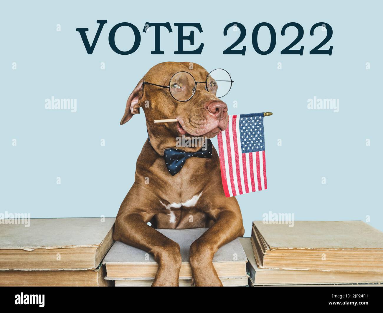 United States Elections. Lovable, pretty dog holding an American Flag ...