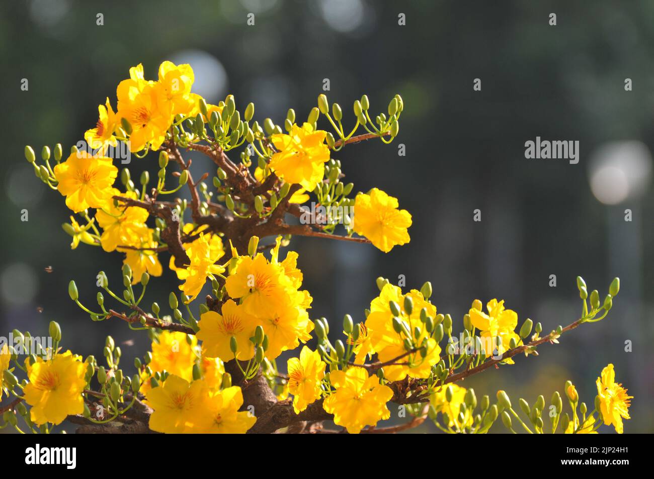 Yellow Ochna integerrima in the sunset sun in springtime lunar new year ...
