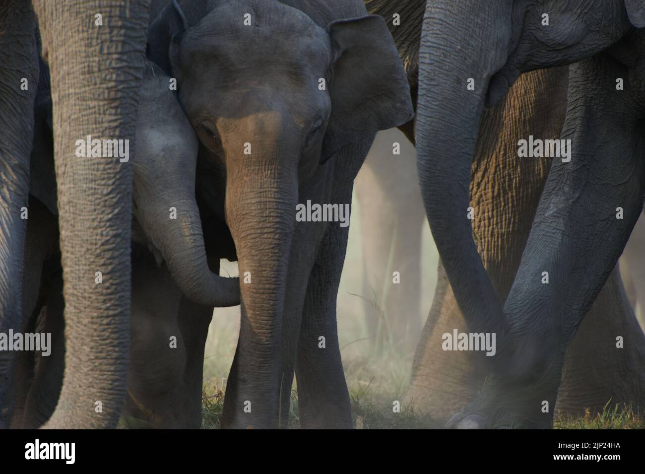 Elephant- trunks and legs. Young elephant protected by herd. Jim ...