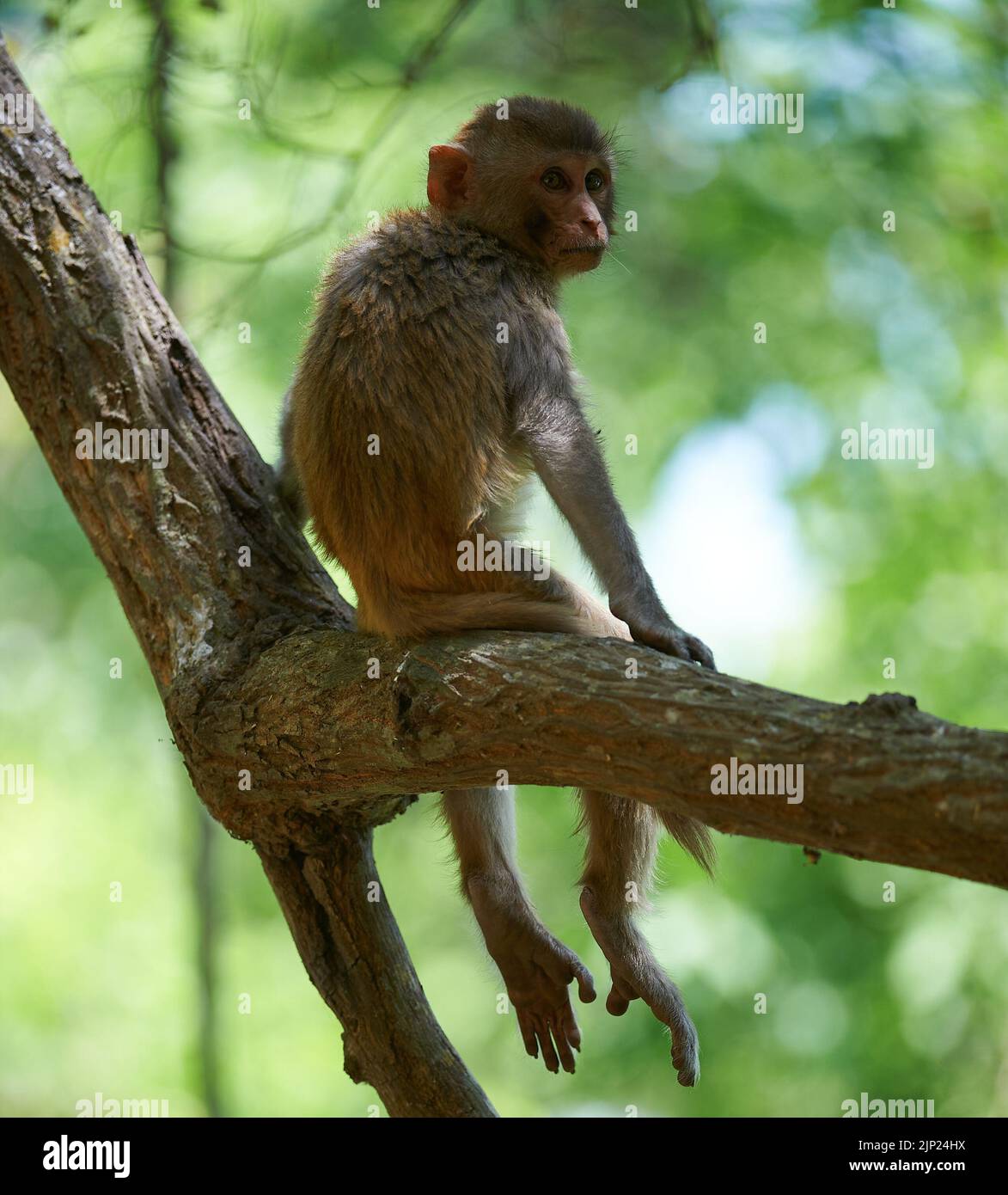 Monkey jim corbett hi-res stock photography and images - Alamy