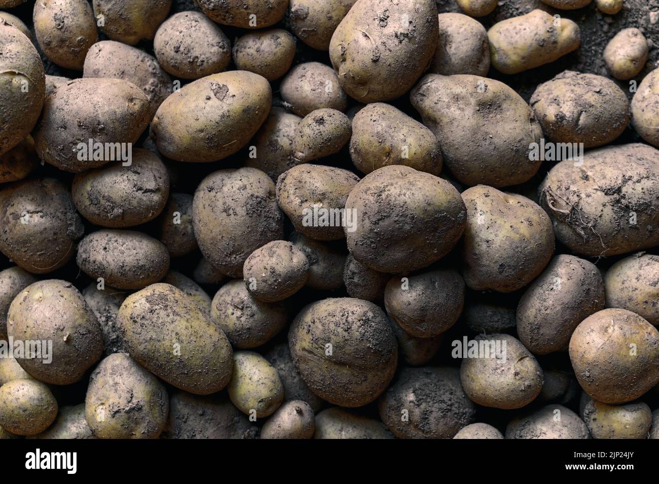 Bio potatoes hi-res stock photography and images - Alamy