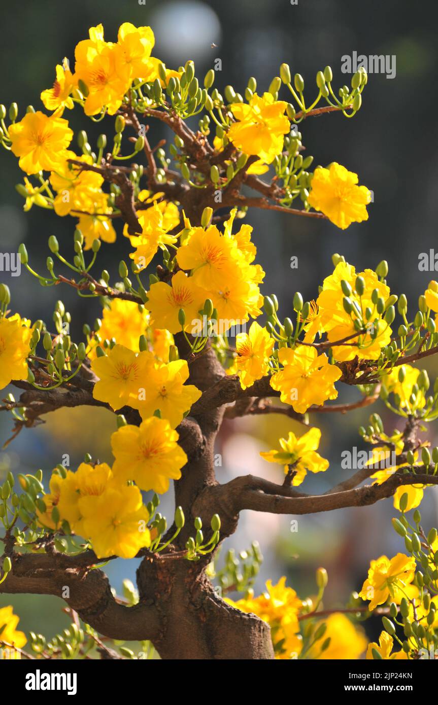 Yellow Ochna integerrima in the sunset sun in springtime lunar new year ...