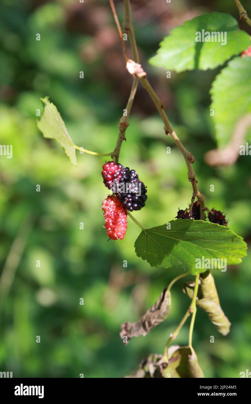 red fresh mulberries with green leaves background growing in the sunny ...