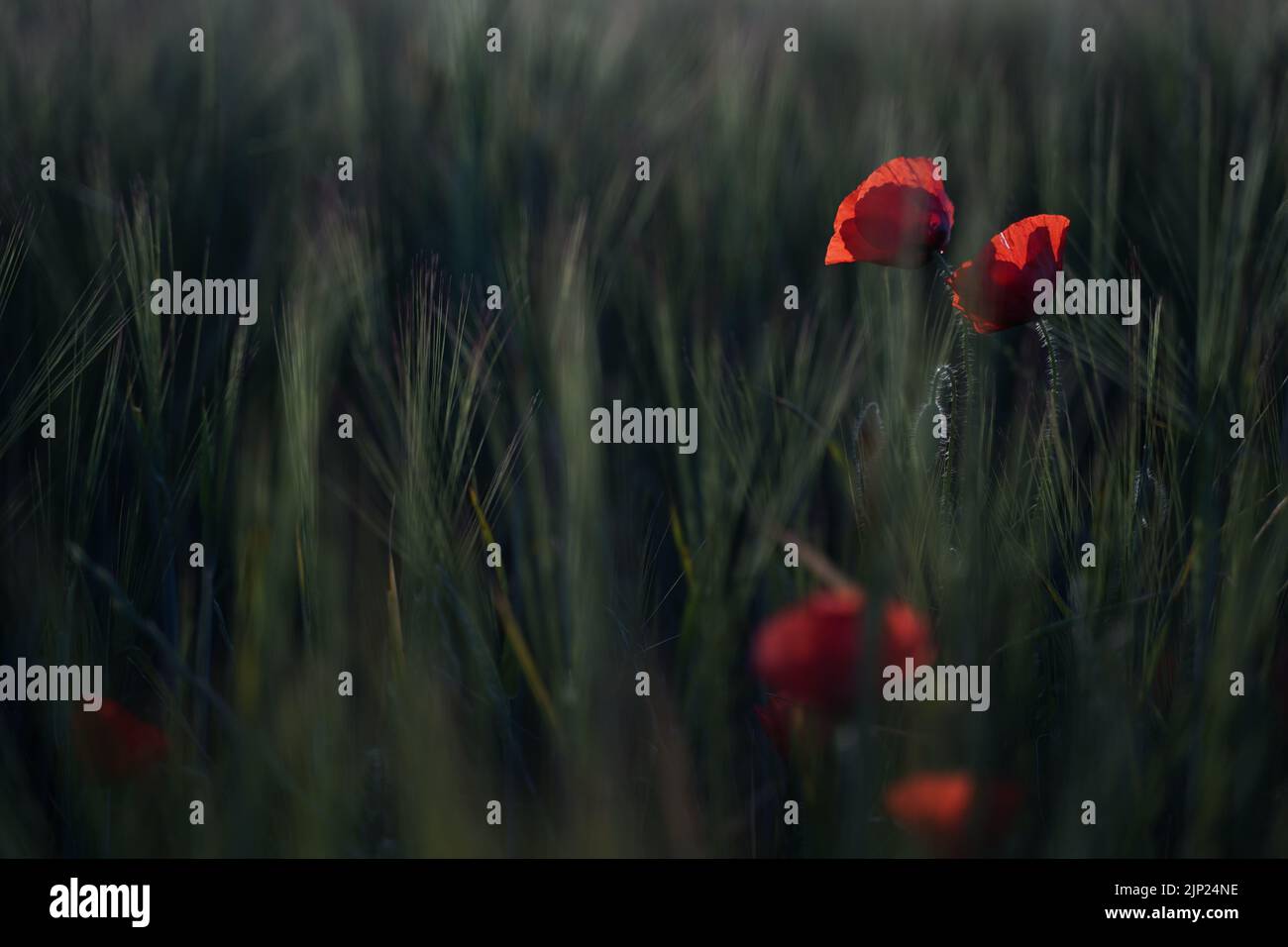 poppy flower, corn field, mohnpflanze, poppies, corn fields Stock Photo ...