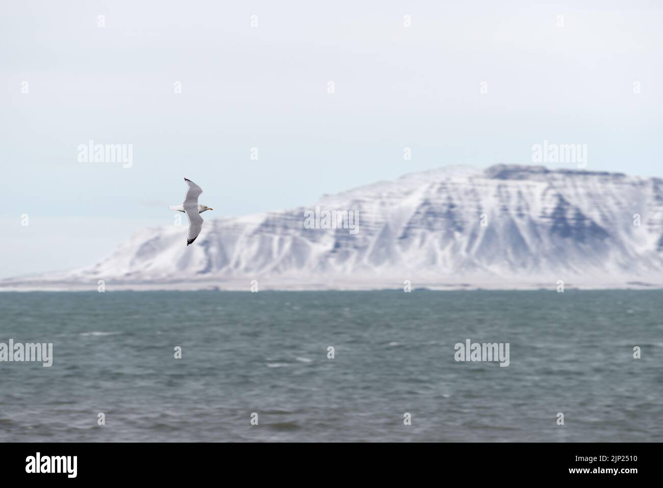 A seagull flies freely over the ocean with blue snowy mountains in the ...