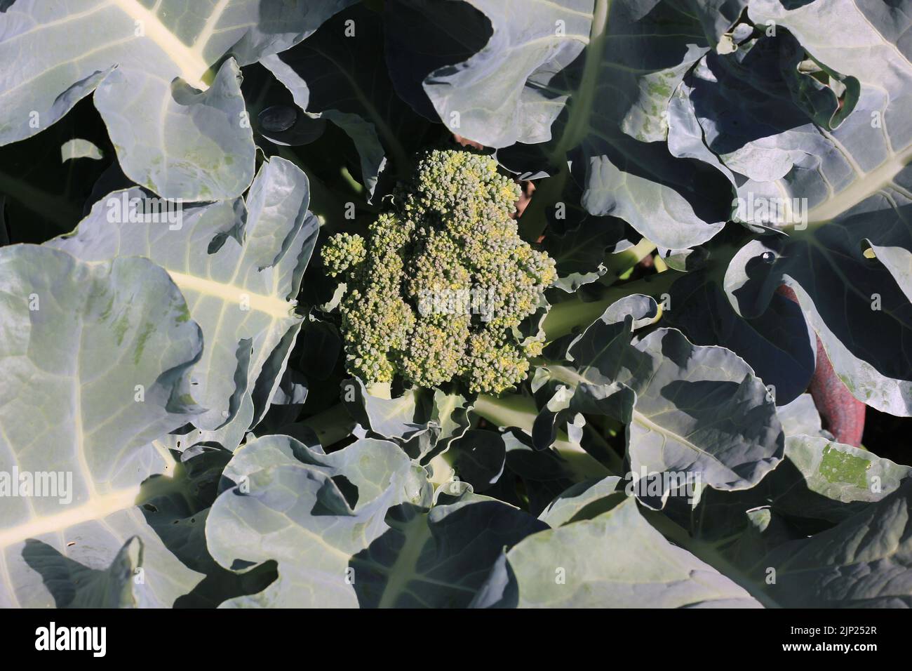 Summer broccoli plant growing in the sunny kitchen garden Stock Photo ...