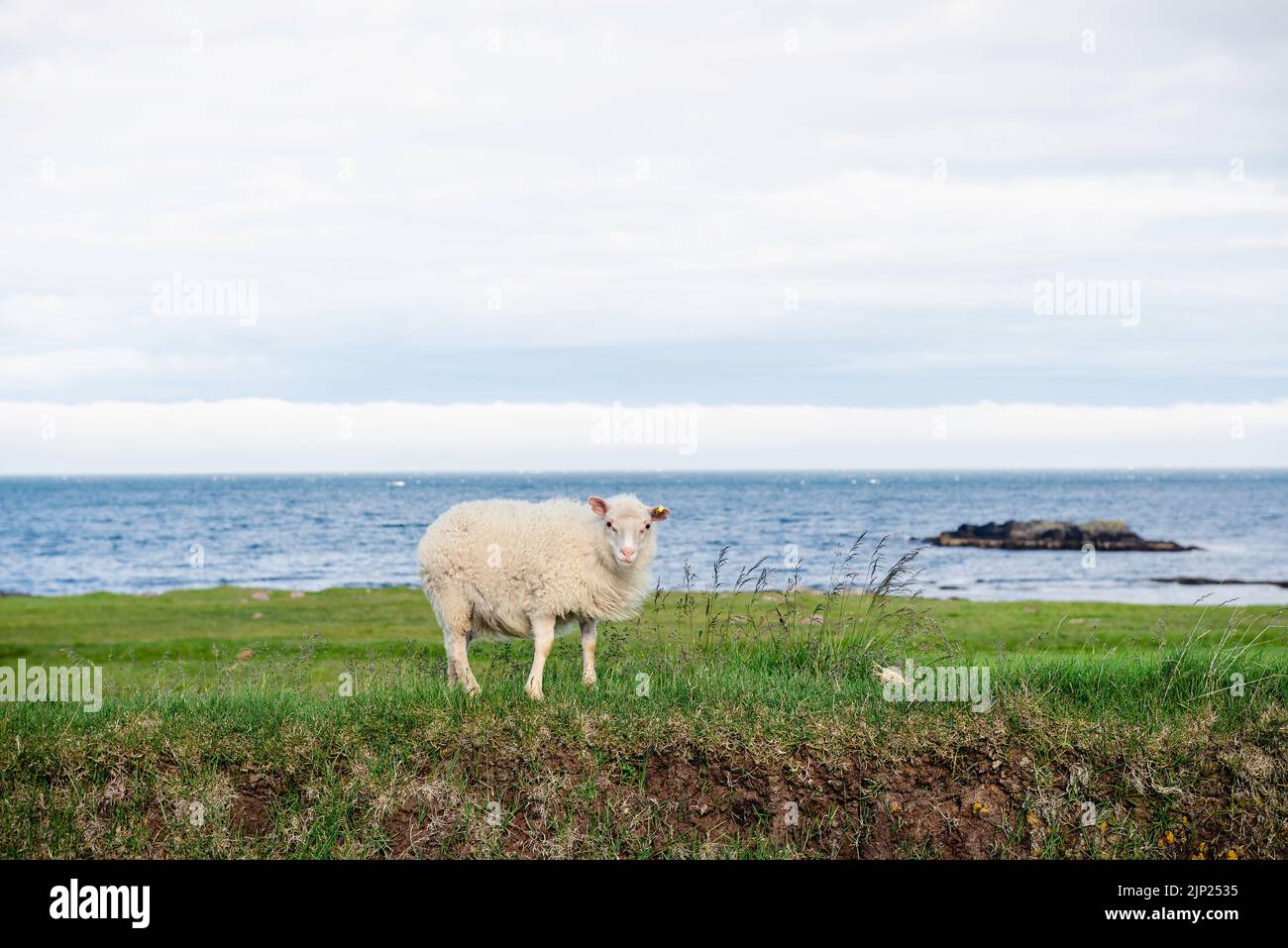 Cute Icelandic lamb on green grass by the sea in the Westfjords Stock ...