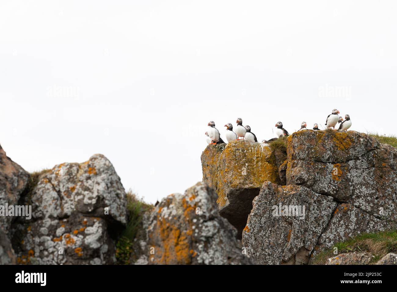 A group of beautiful puffins standing on a cliff with nice texture and ...