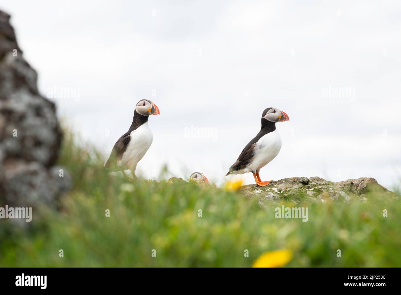 Beautiful puffins on grass hi-res stock photography and images - Alamy