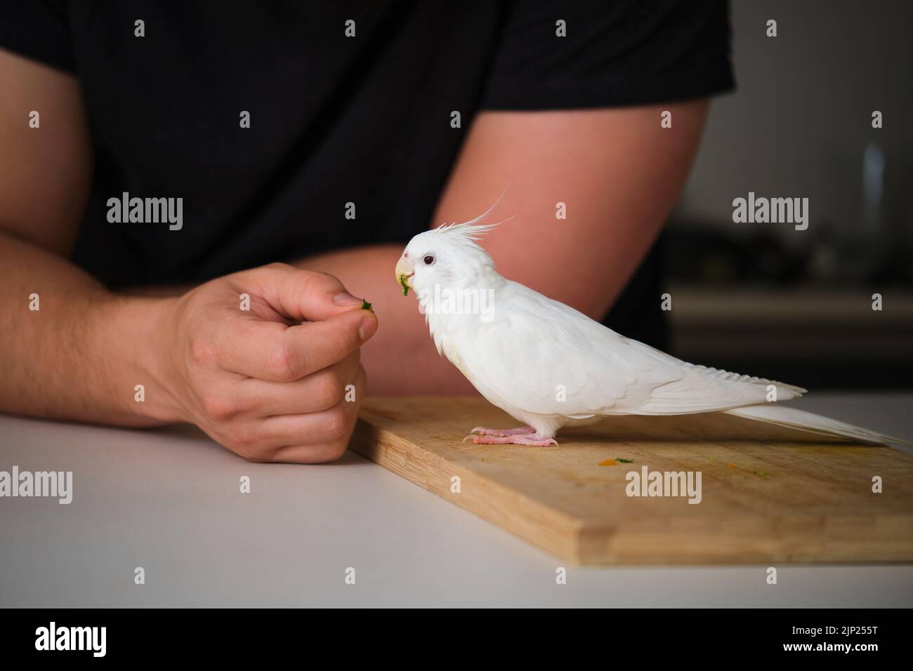 Albino cockatiel eating spinach from its owner hand Stock Photo - Alamy