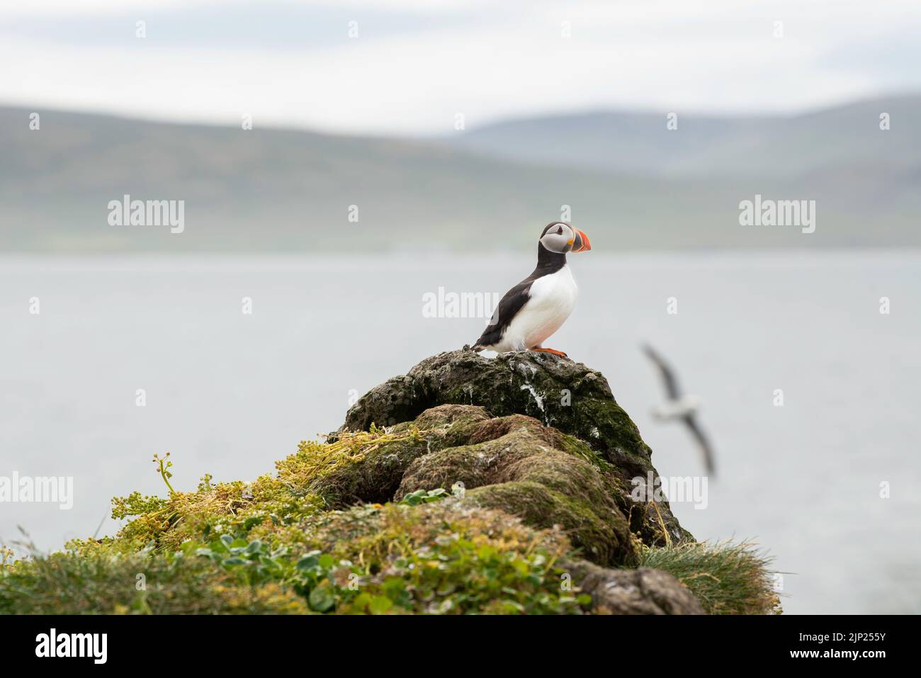 A beautiful colourful puffin standing on top of a green moss cliff with ...