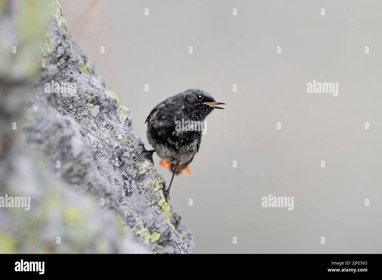 Fine art portrait of Black redstart on the rock (Phoenicurus ochruros ...
