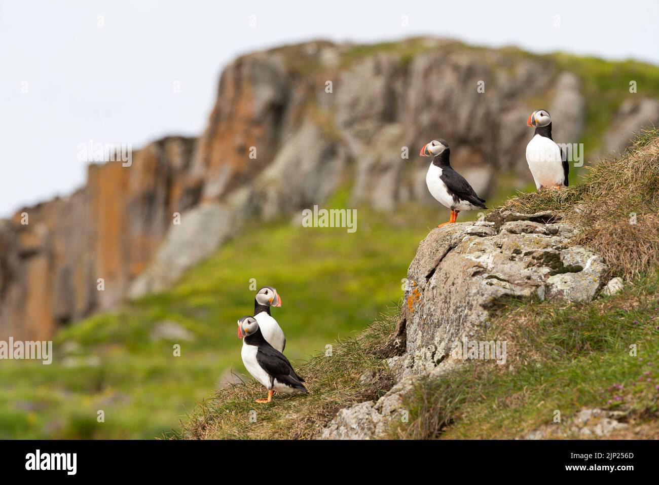 A group of beautiful colourful puffins standing together on a cliff ...