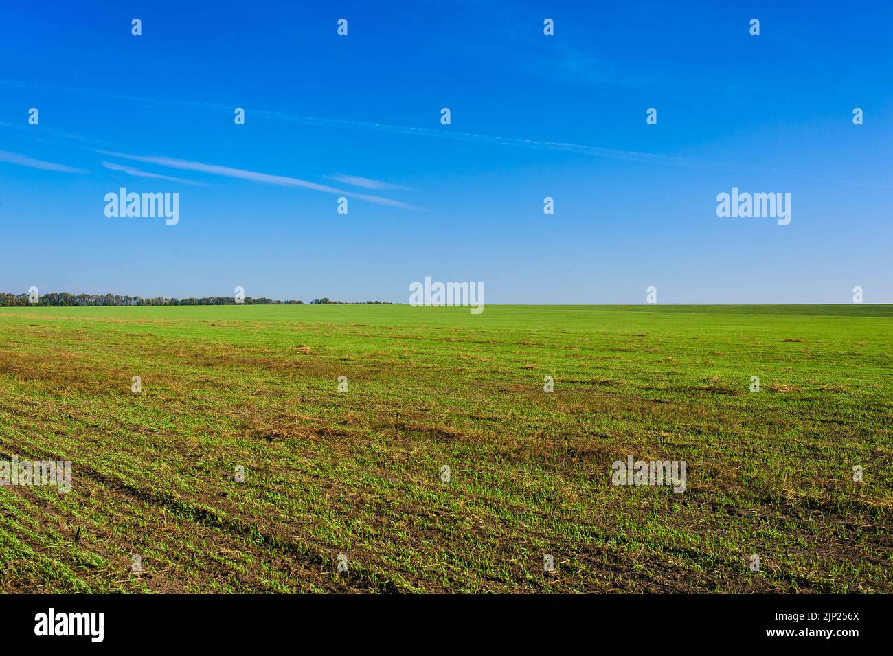 Ukrainian Green Field of wheat, blue sky and sun, white clouds ...