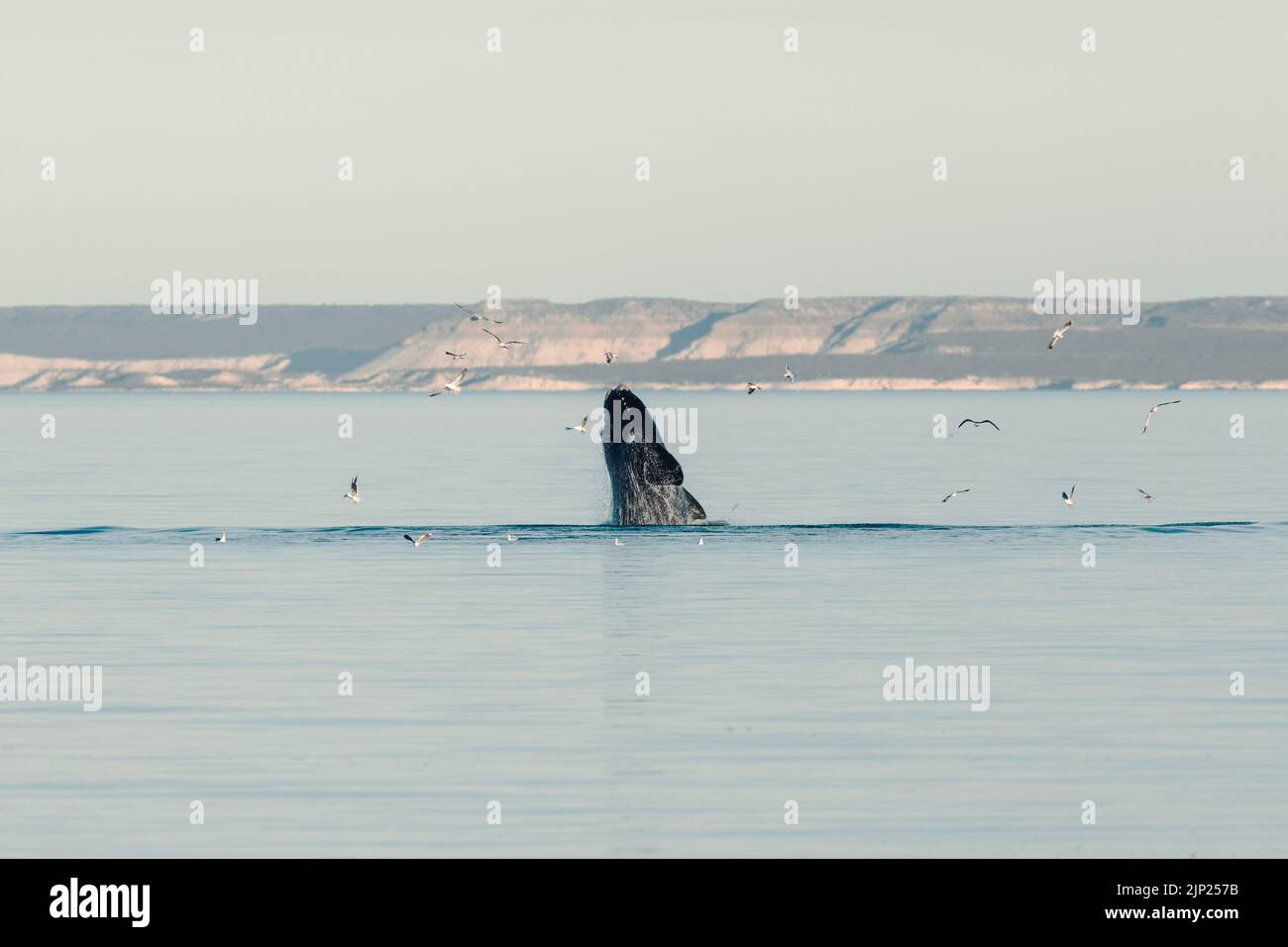 ocean, whale, oceans, offshore, whales Stock Photo - Alamy