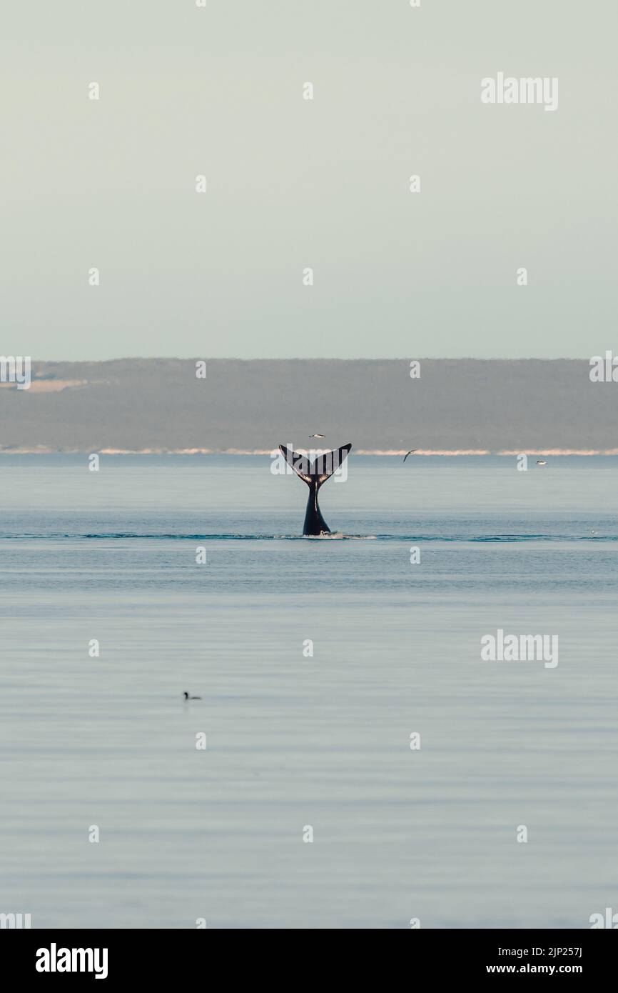 ocean, whale, fin, oceans, offshore, whales, fins Stock Photo - Alamy