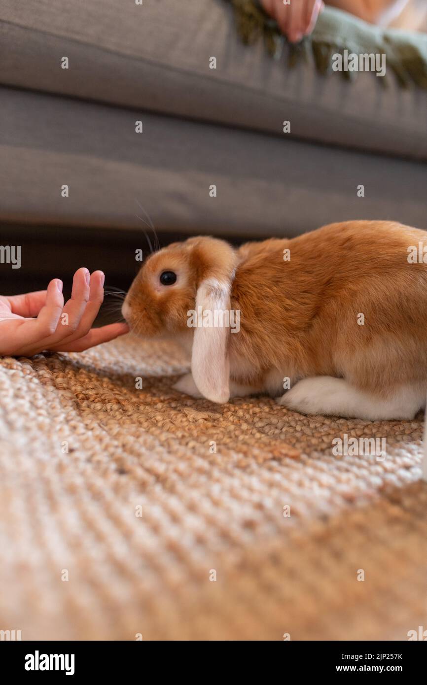 Full rabbit body hi-res stock photography and images - Alamy