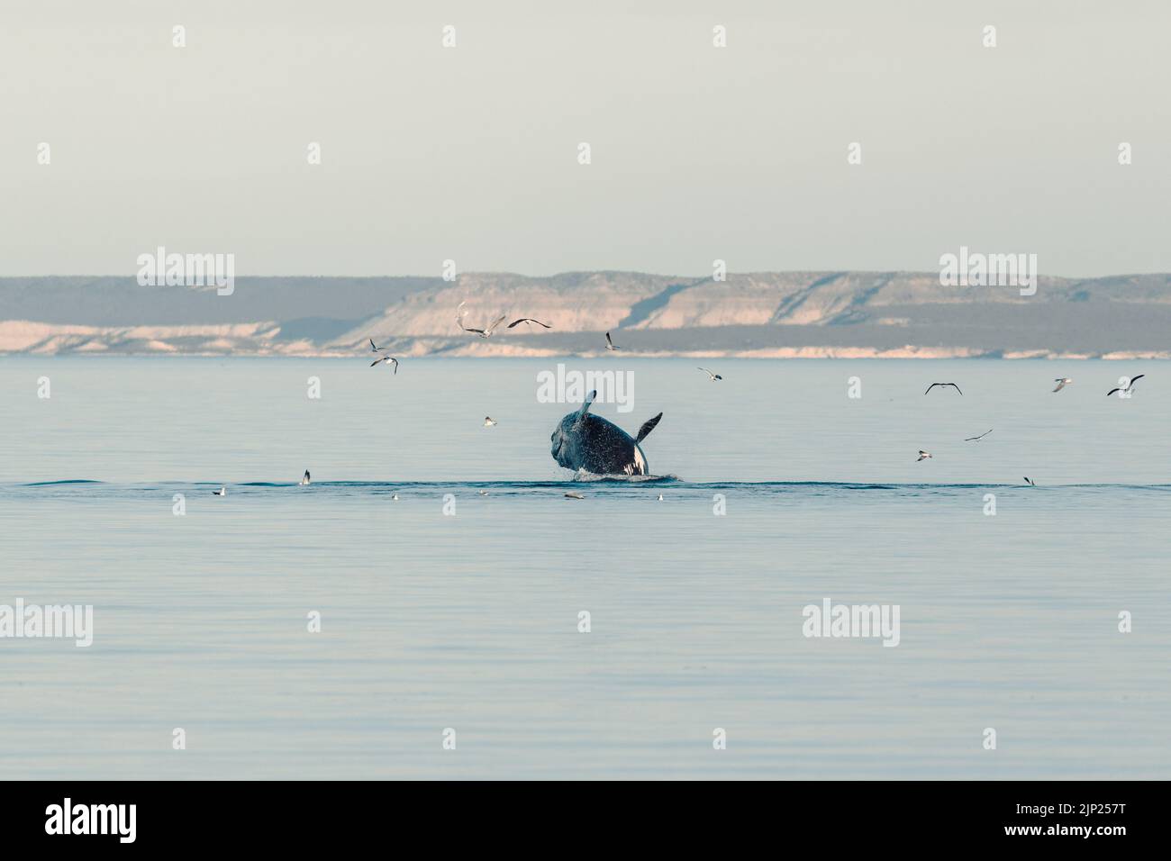 jump, ocean, whale, jumper, jumping, jumps, oceans, offshore, whales ...