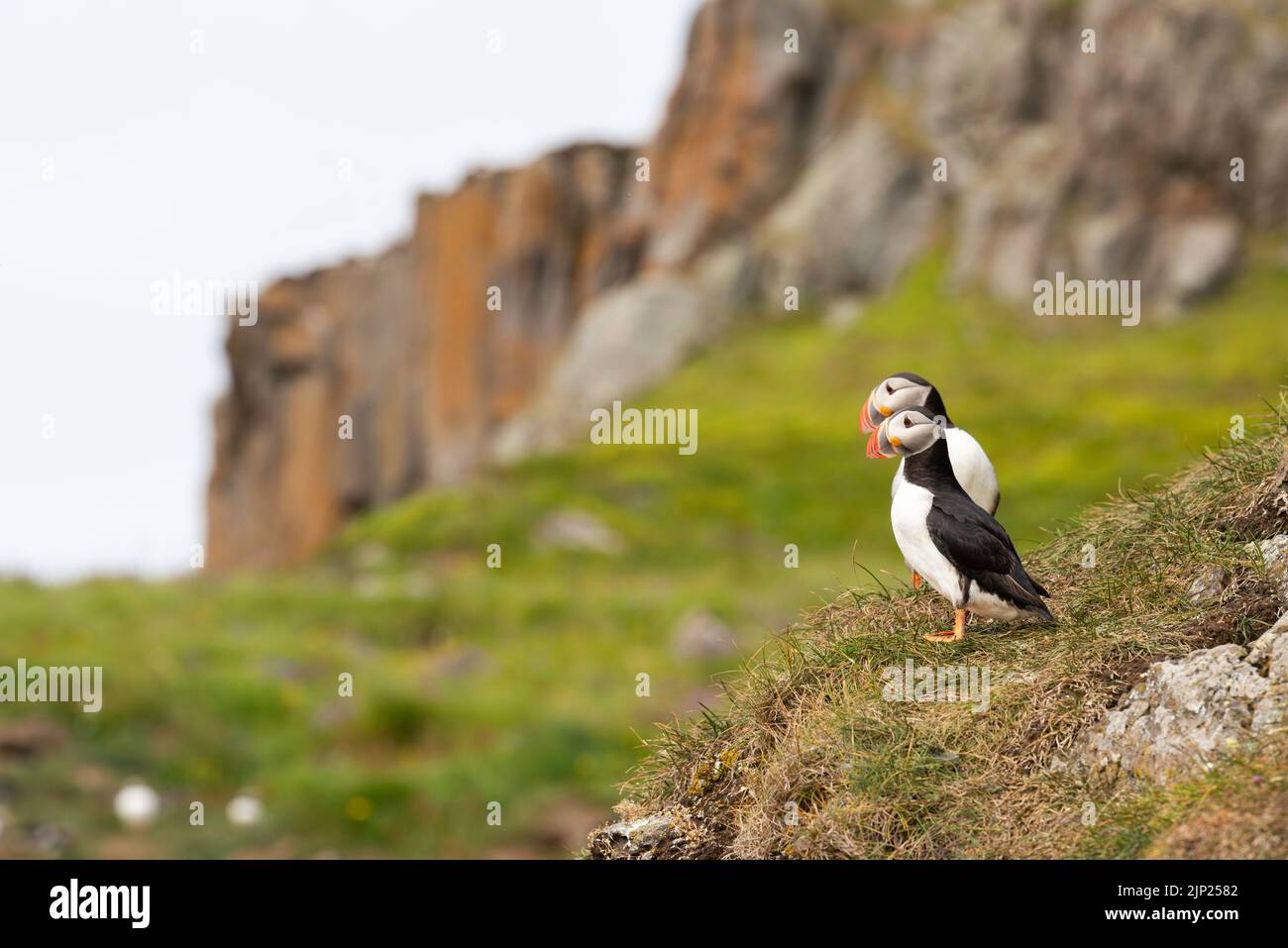 Two beautiful colourful puffins standing together as a couple with ...