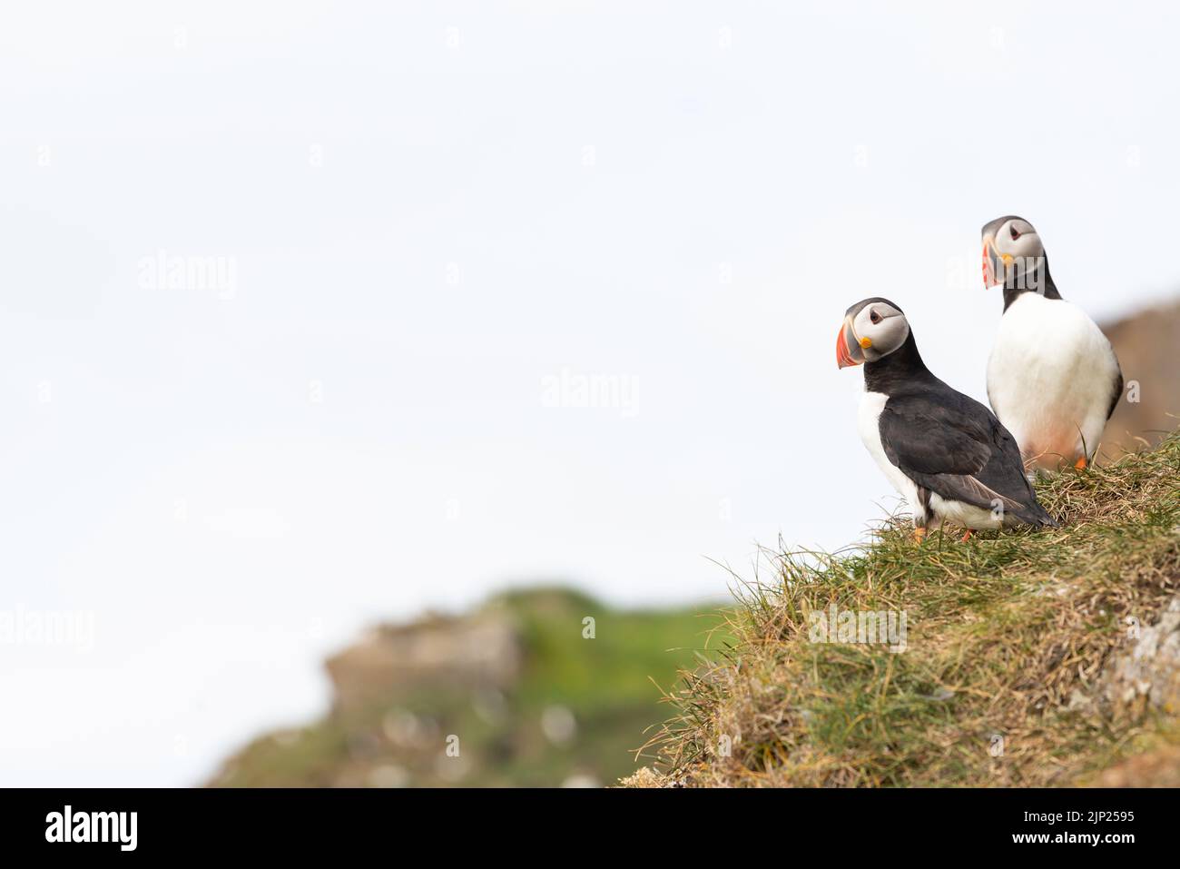 Two beautiful puffins standing together on a grassy cliff with the ...