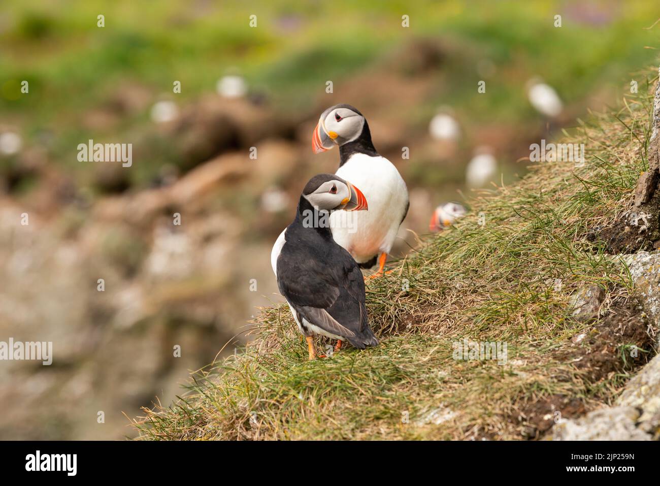 Two beautiful puffins together looking in opposite directions with a ...