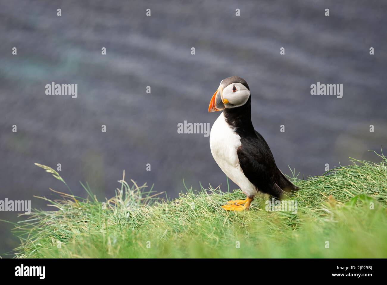 Confident birds hi-res stock photography and images - Alamy