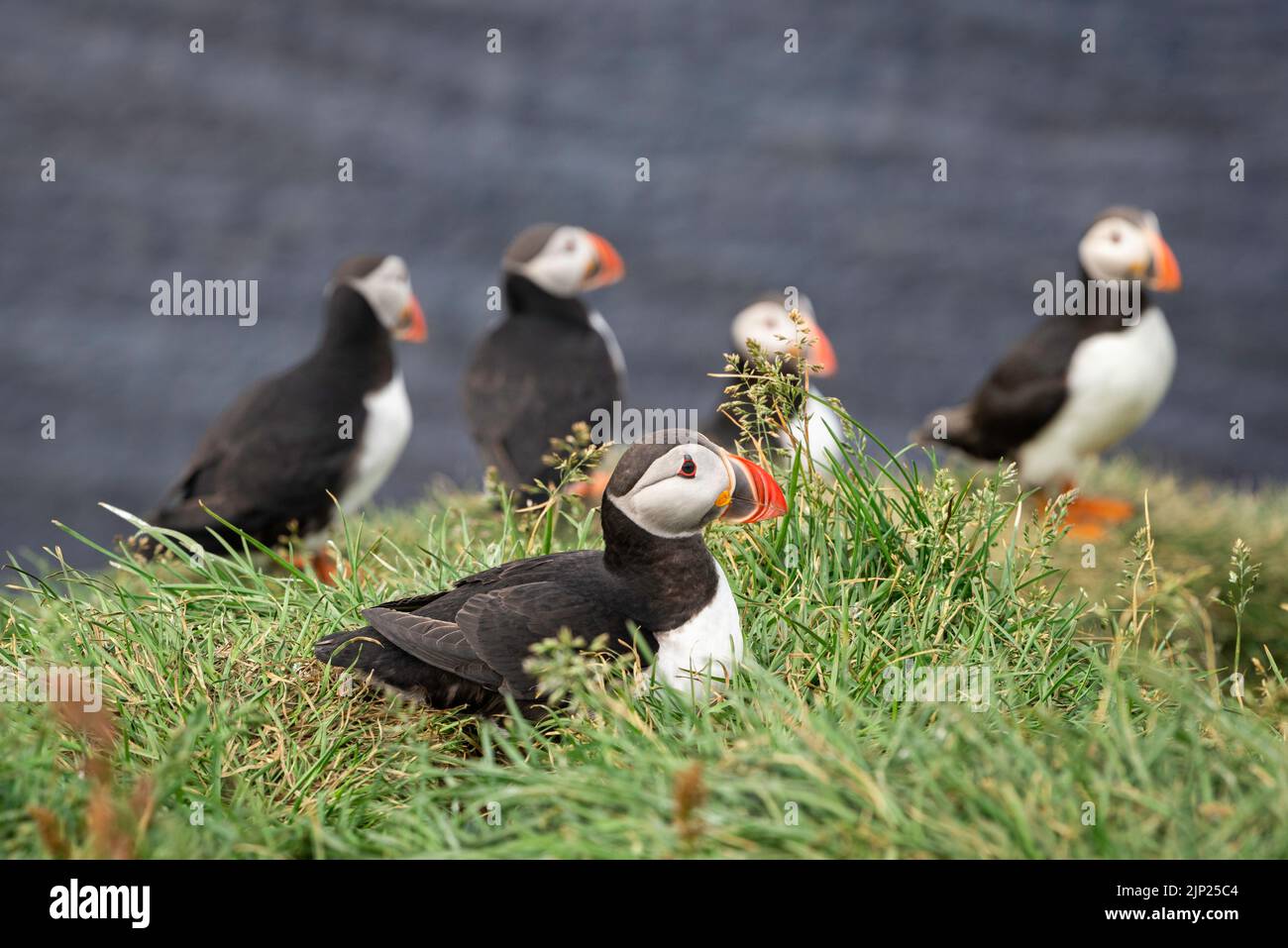 A group of cute colourful puffins on green grass with the ocean in the ...