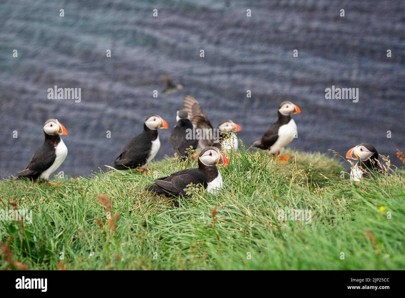 A group of cute colourful puffins on green grass with the ocean in the ...