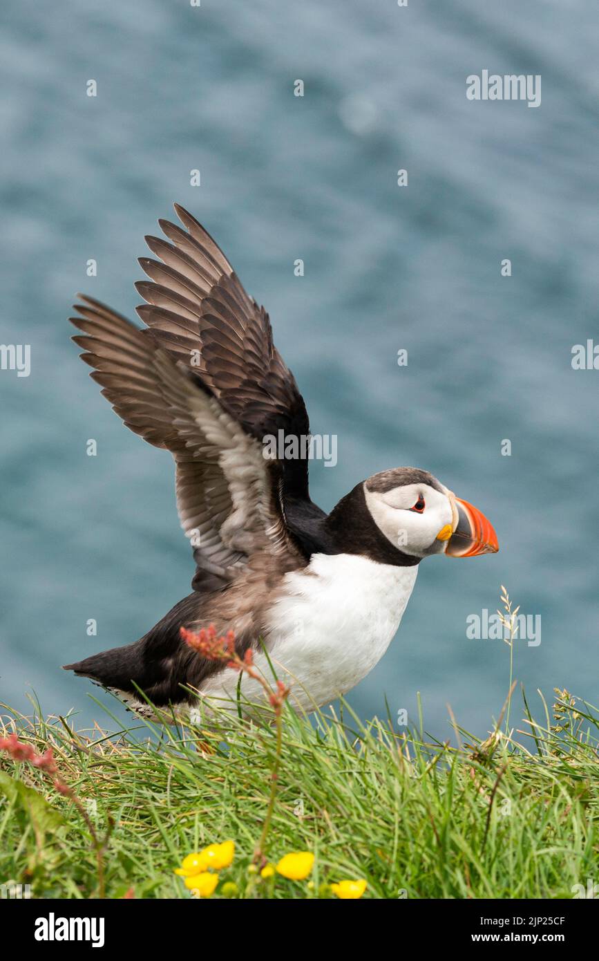 A beautiful colourful puffing spreading its wings about to fly off on ...