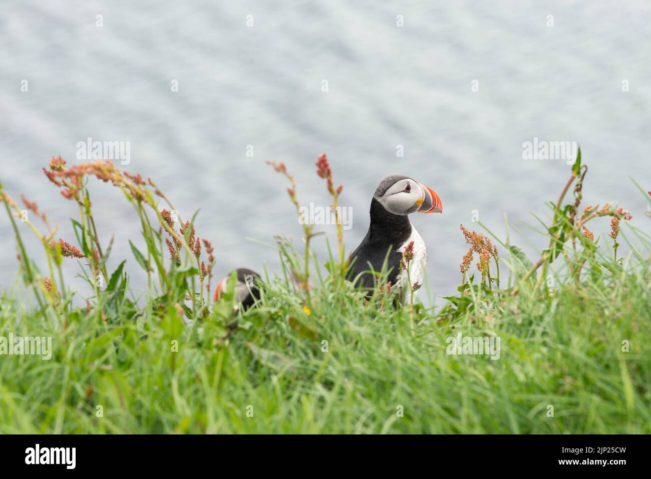 A cute colourful puffin in green grass with the ocean in the background ...