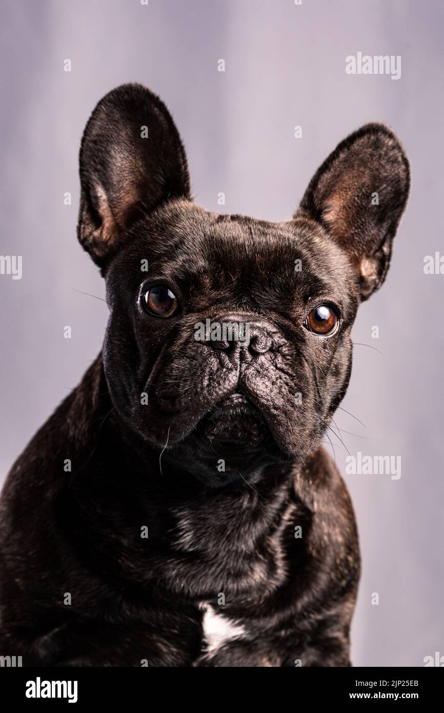 animal portrait, french bulldog, animal portraits, french bulldogs ...