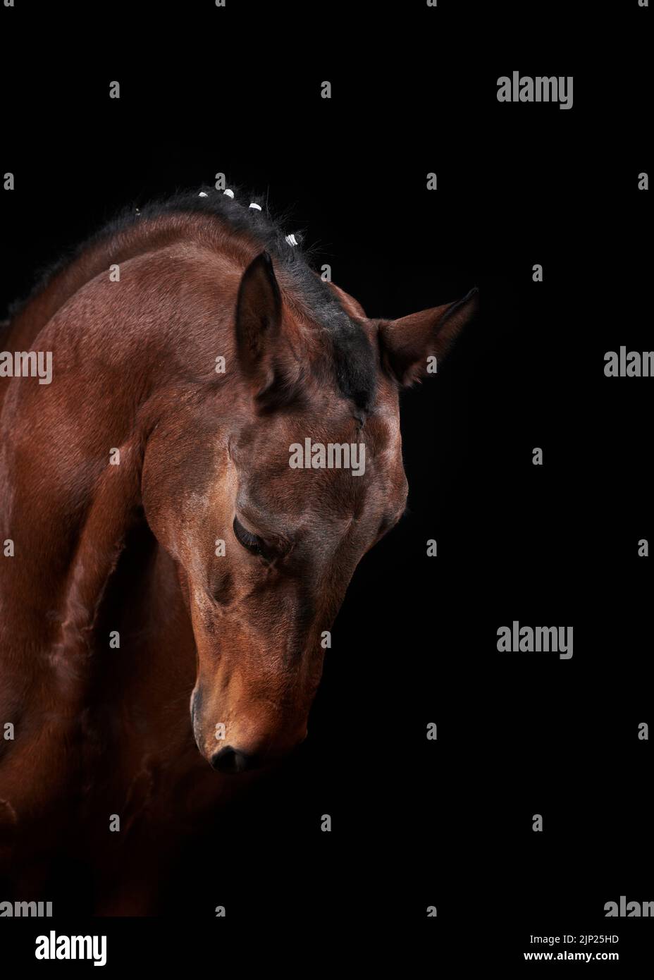 elegant, animal portrait, horses, elegants, animal portraits, horse ...