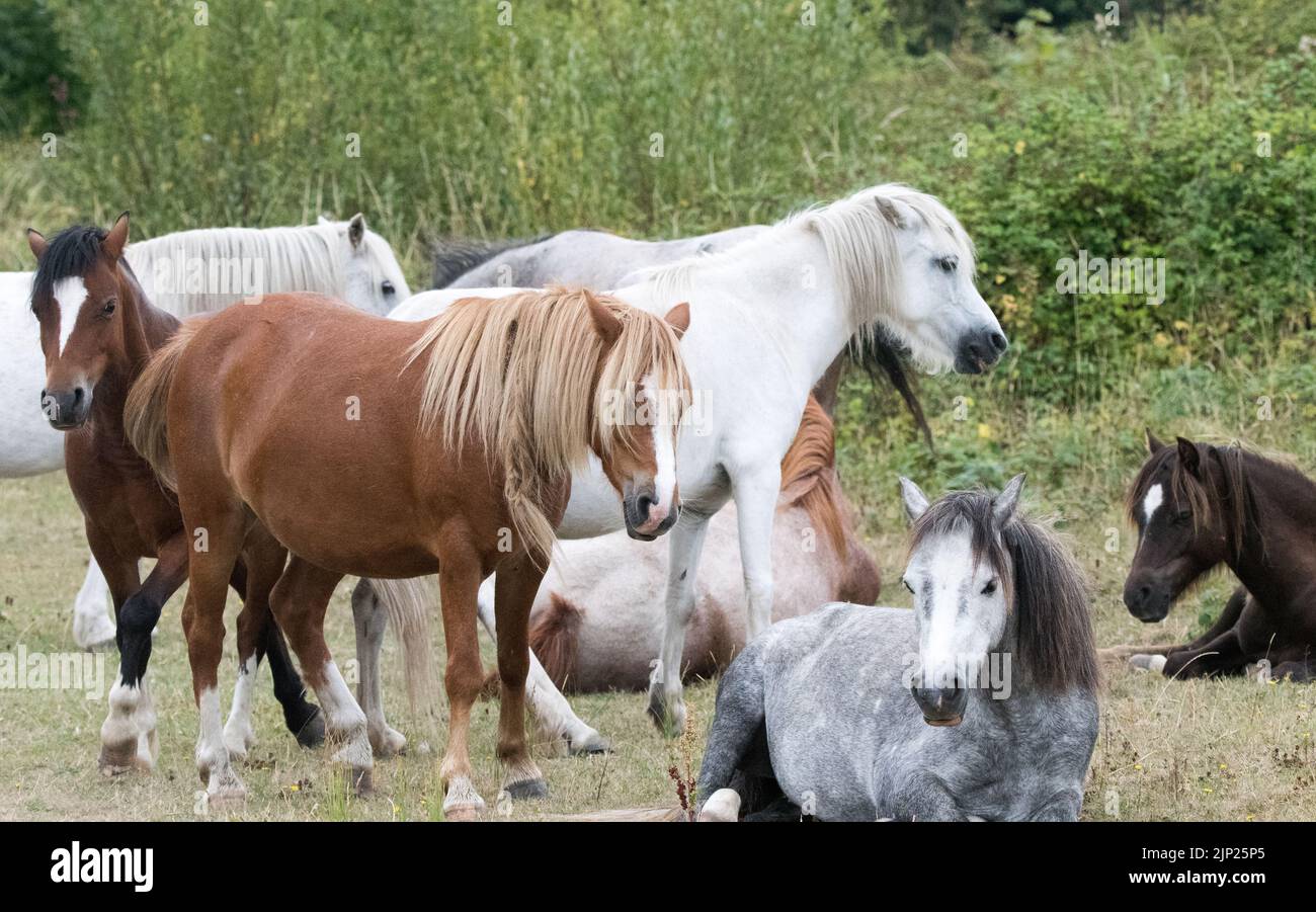 Carneddau wild welsh ponies Stock Photo - Alamy