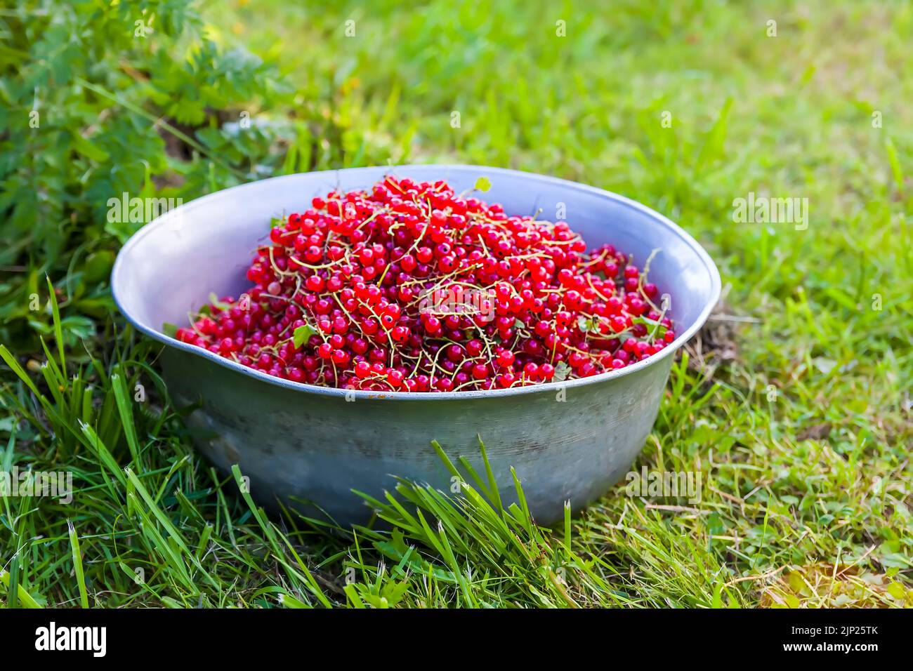 Bowl with ripe red currant on a green grass. Healthy garden berries ...