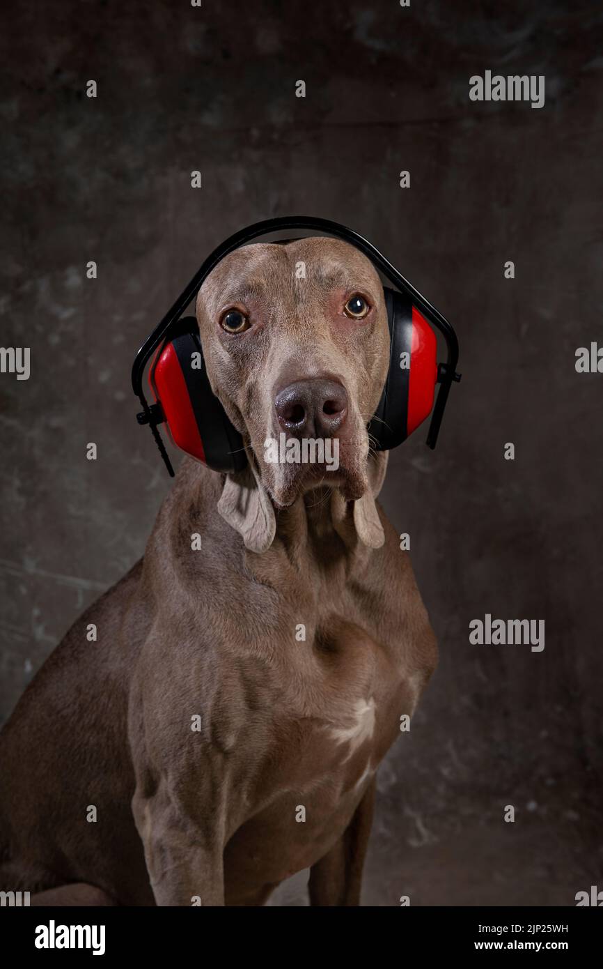 Ear protector hi-res stock photography and images - Alamy