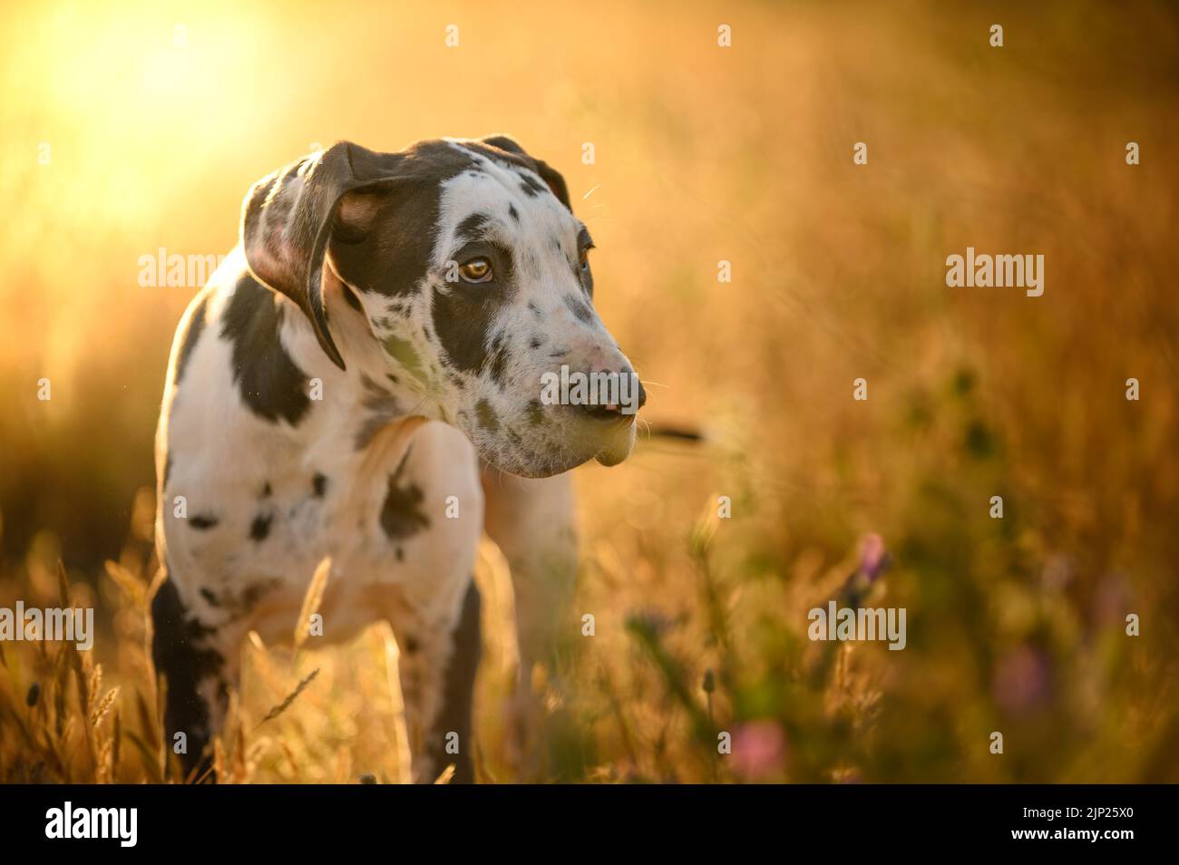 backlighting, dalmatian, back lit, dalmatians Stock Photo - Alamy
