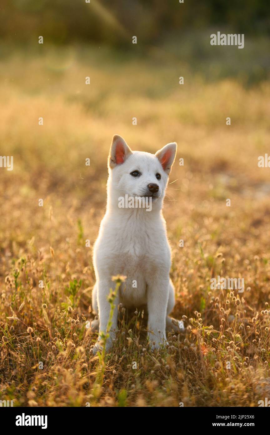 dog, berger blanc suisse, dogs, berger blanc suisses, white shepherd ...