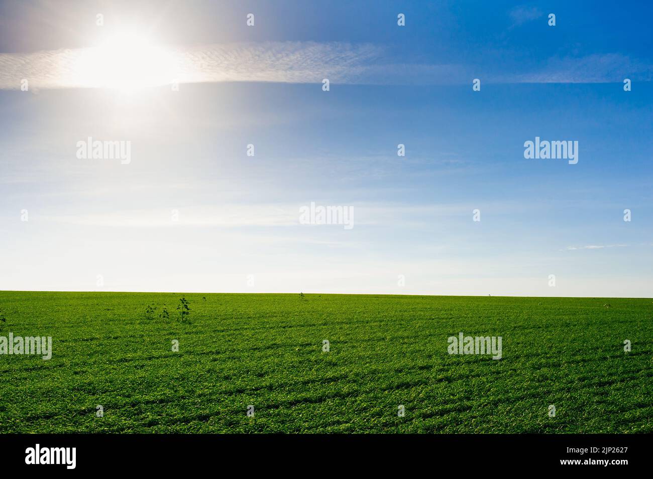 Ukrainian Green Field of wheat, blue sky and sun, white clouds ...