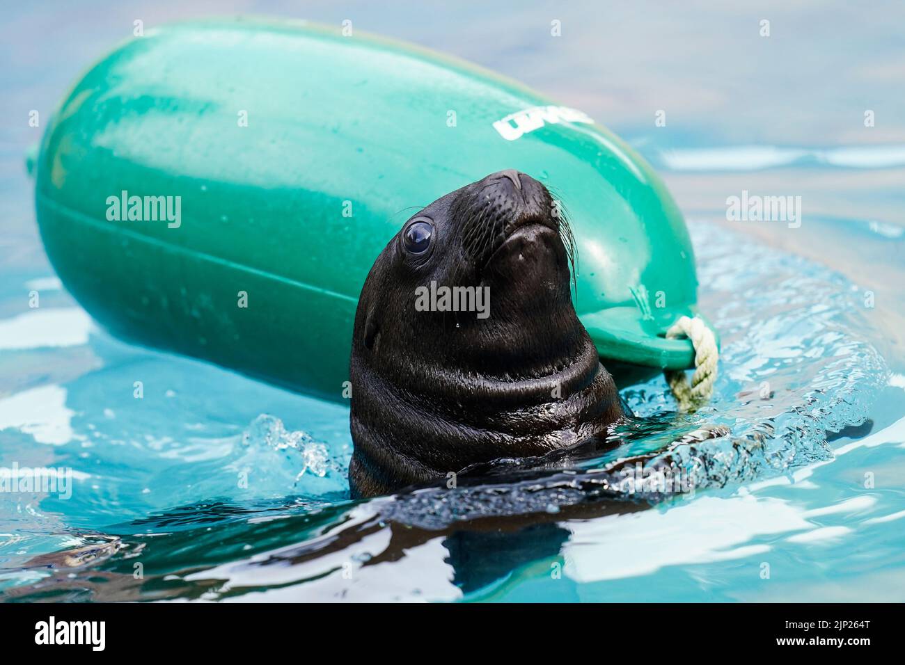 Heidelberg, Germany. 15th Aug, 2022. The young maned seal Yuna moves ...