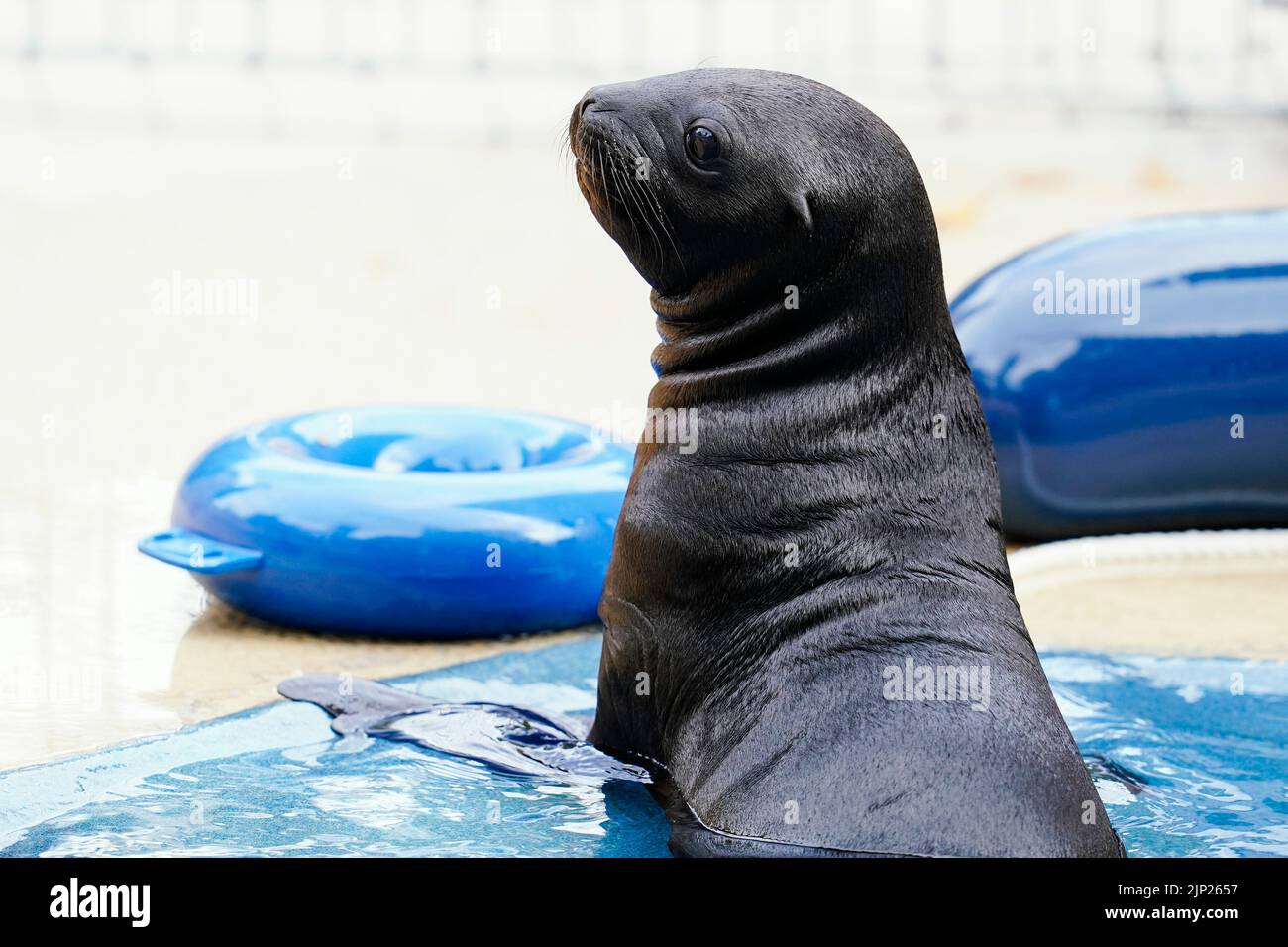 Heidelberg, Germany. 15th Aug, 2021. The young maned seal Yuna moves ...