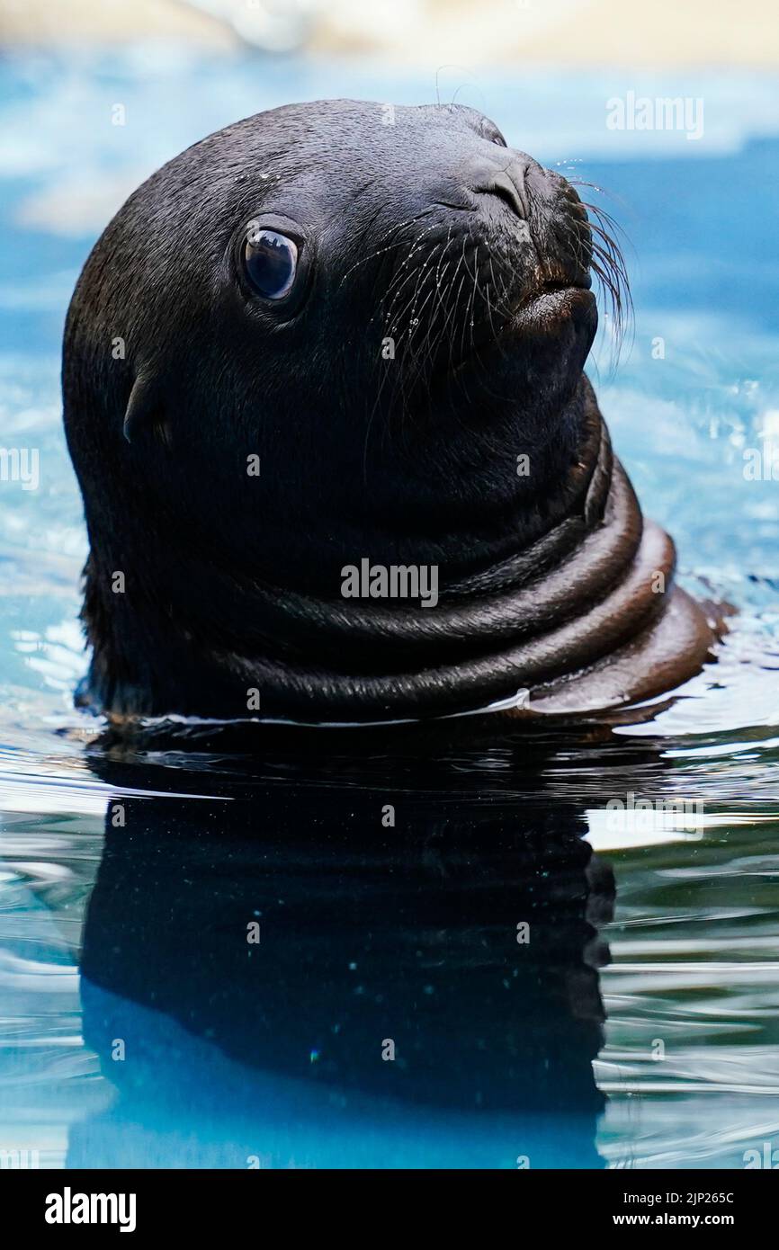 Heidelberg, Germany. 15th Aug, 2022. The young maned seal Yuna moves ...