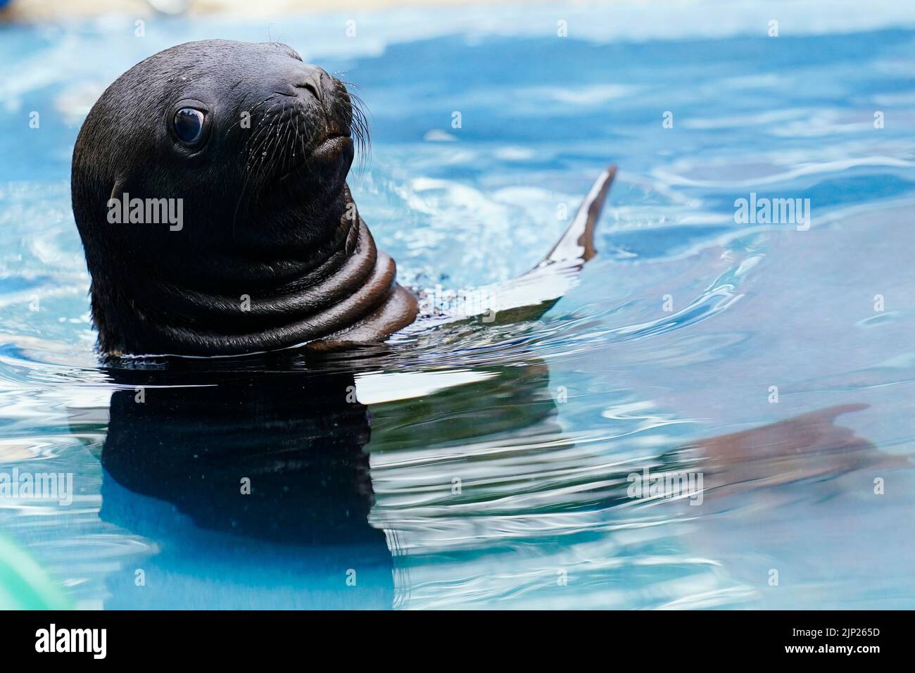 Heidelberg, Germany. 15th Aug, 2022. The young maned seal Yuna moves ...