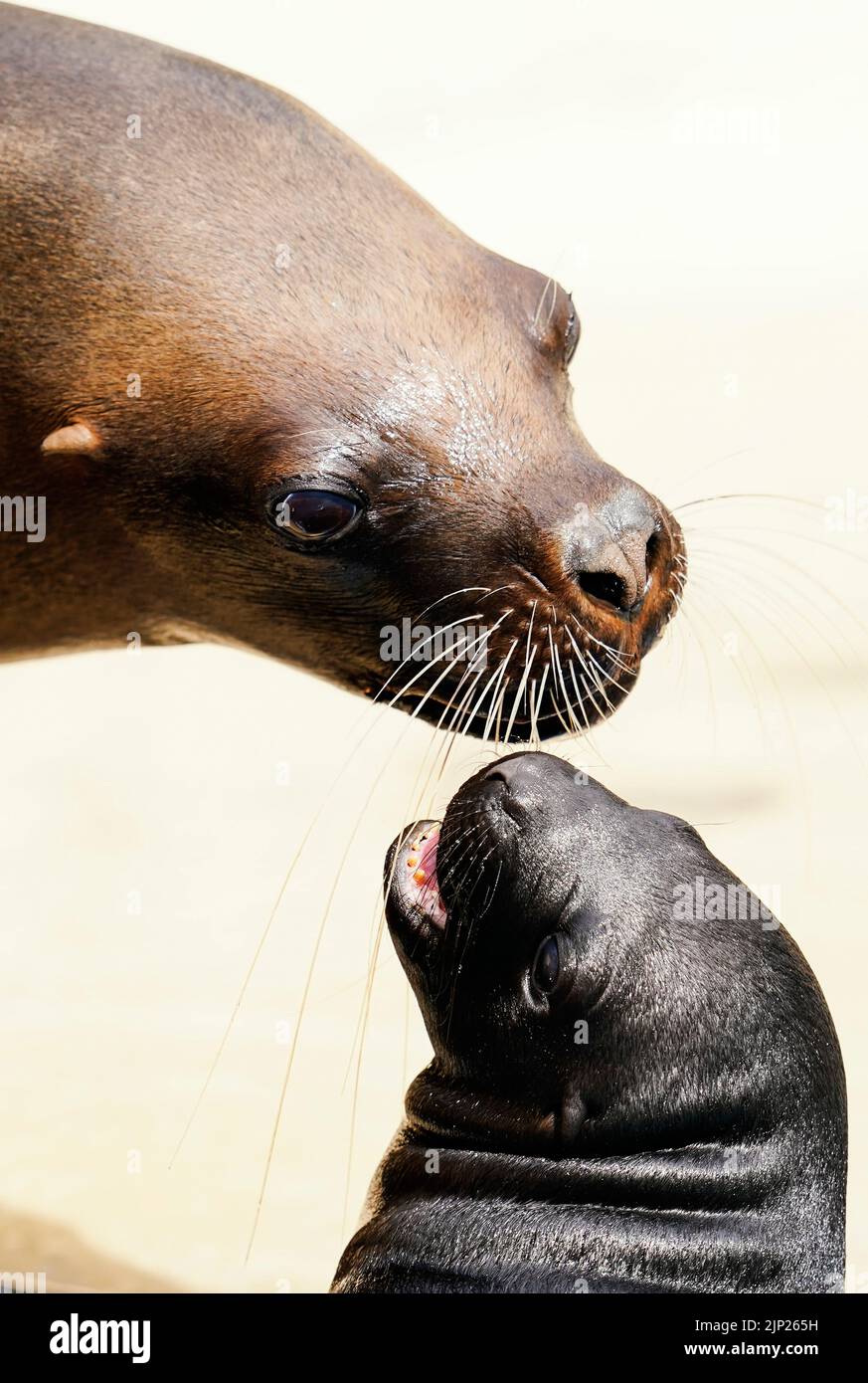 Heidelberg, Germany. 15th Aug, 2022. The young maned seal Yuna (r) and ...