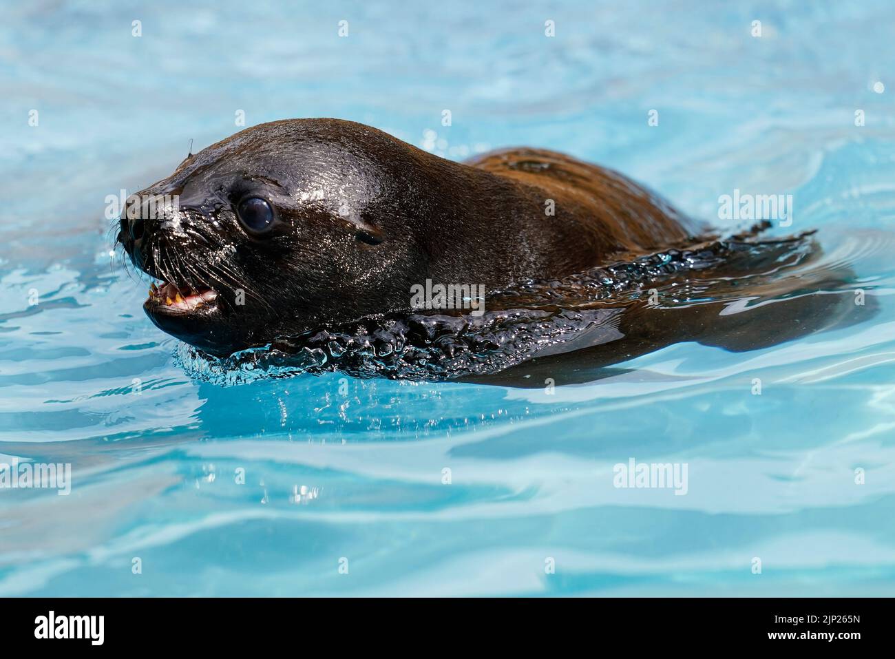 Heidelberg, Germany. 15th Aug, 2022. The young maned seal Yuna moves ...