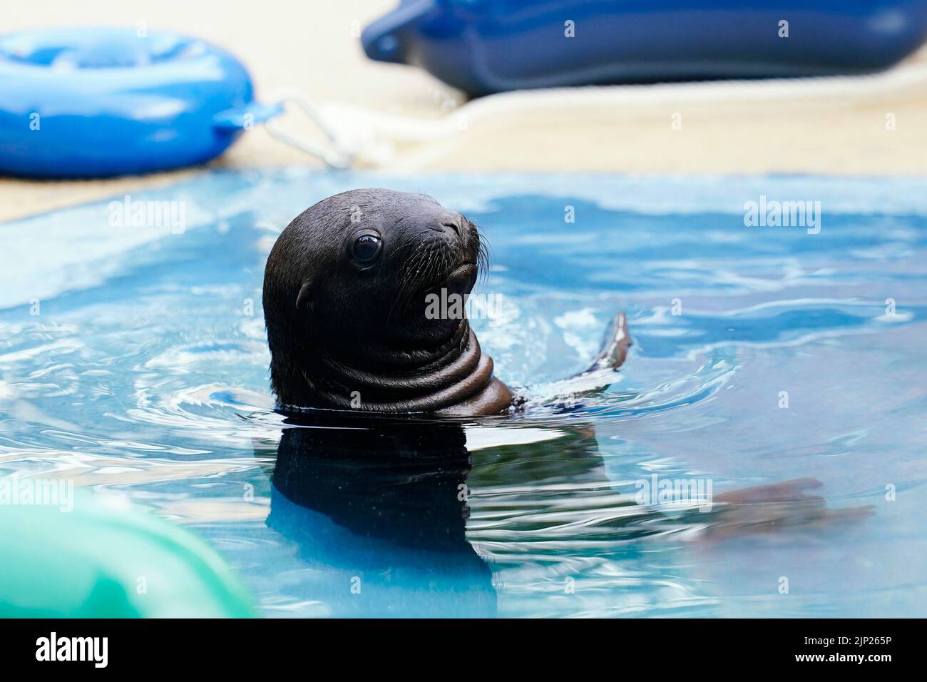 Heidelberg, Germany. 15th Aug, 2022. The young maned seal Yuna moves ...