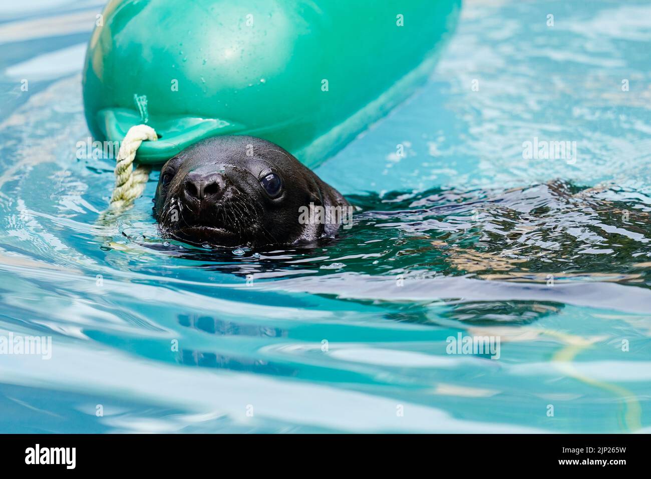 Heidelberg, Germany. 15th Aug, 2022. The young maned seal Yuna moves ...
