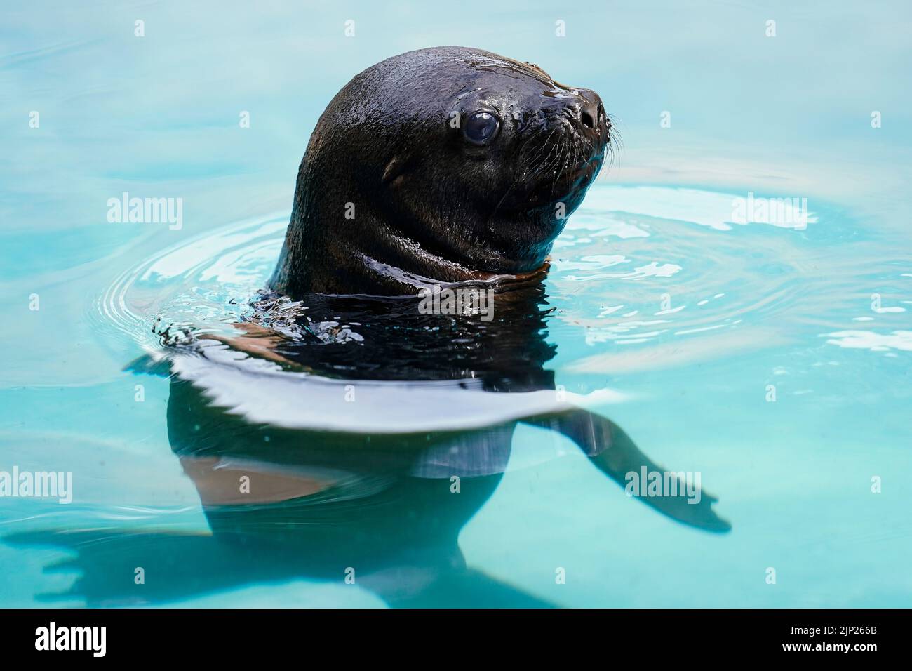 Heidelberg, Germany. 15th Aug, 2022. The young maned seal Yuna moves ...