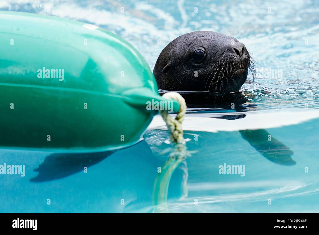 Heidelberg, Germany. 15th Aug, 2022. The young maned seal Yuna moves ...